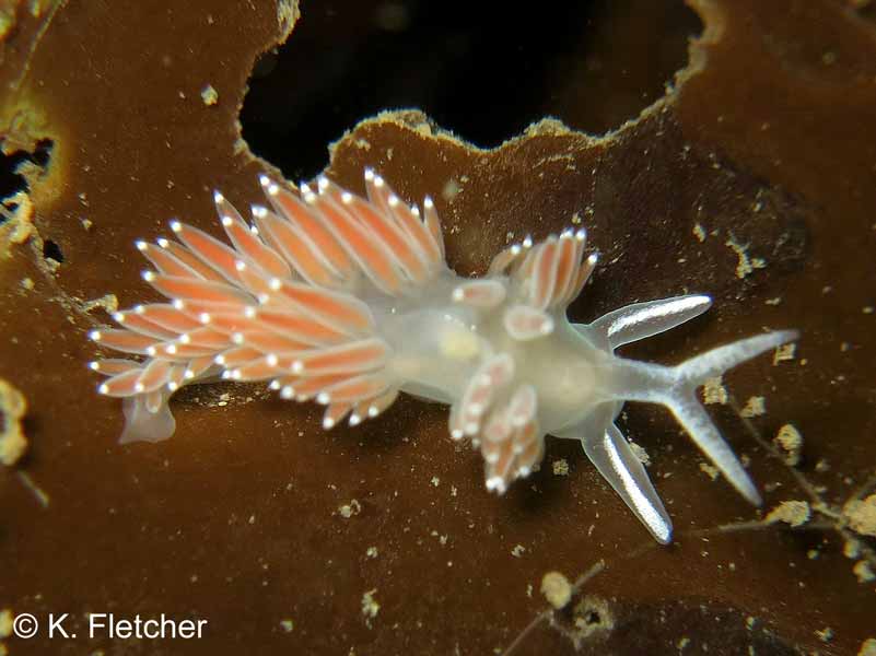 Aberrations-Mutations-Twins